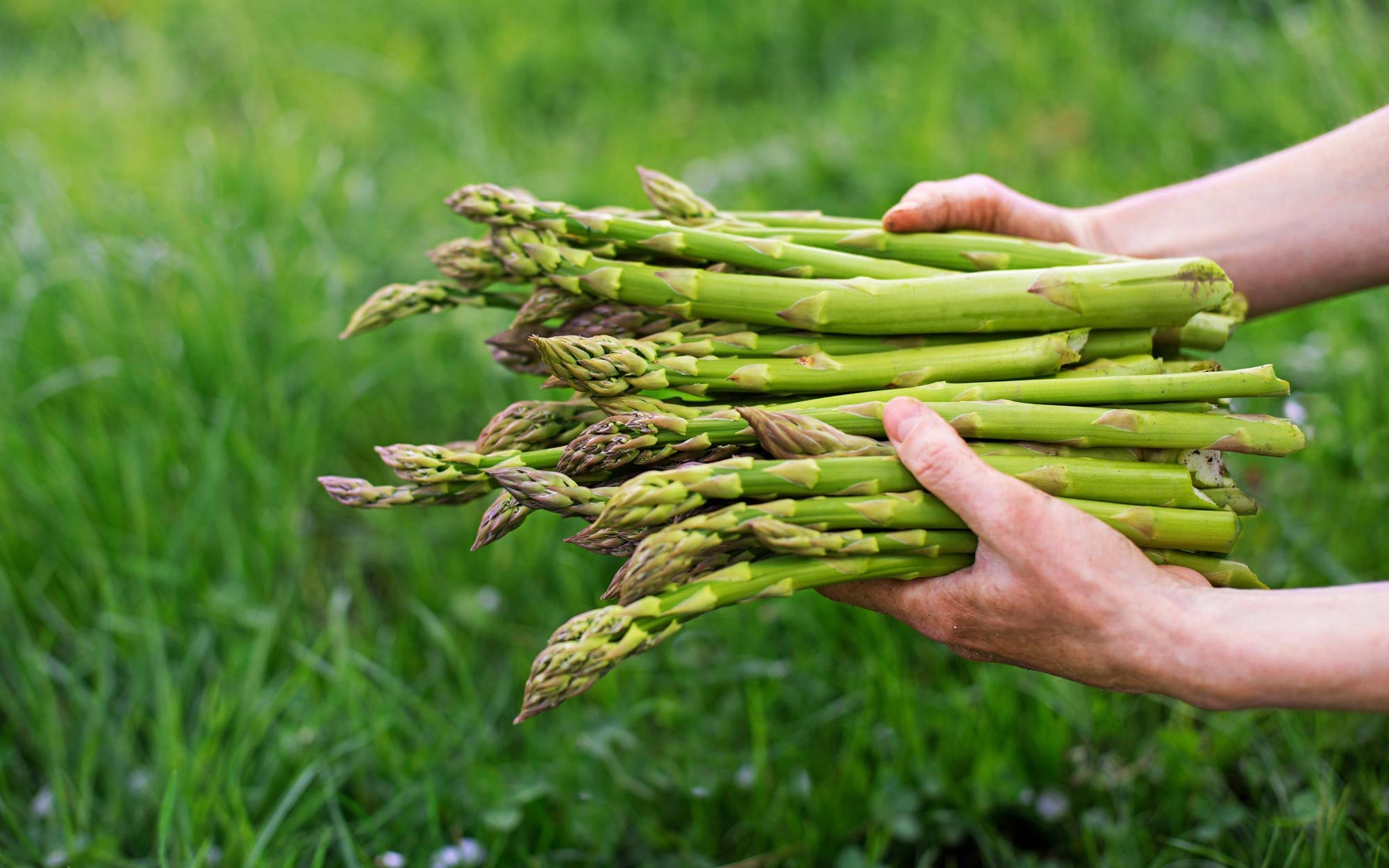 Health Benefits | Vegetables.co.nz