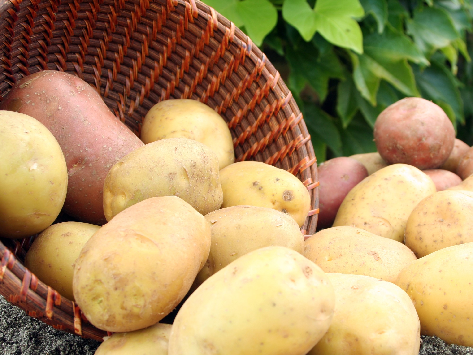 Potatoes - Rīwai | Vegetables.co.nz